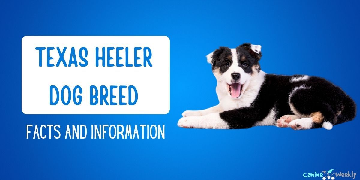 Texas Heeler Dog Breed: Facts and Information