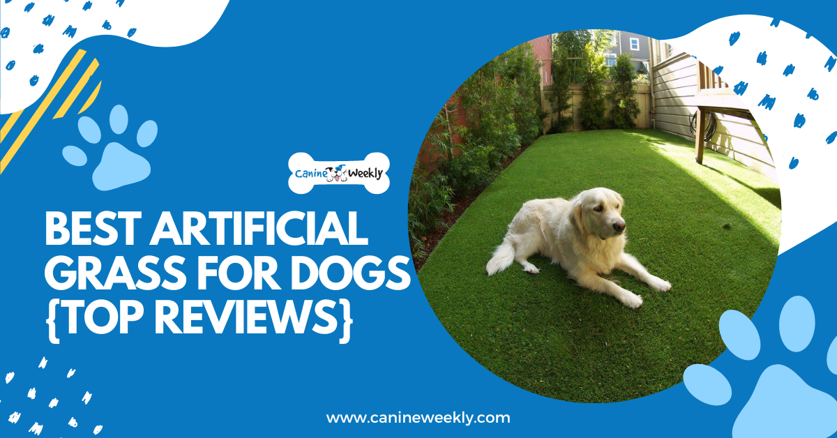 Best Artificial Grass For Dogs in 2023 {Top 7 Reviews}
