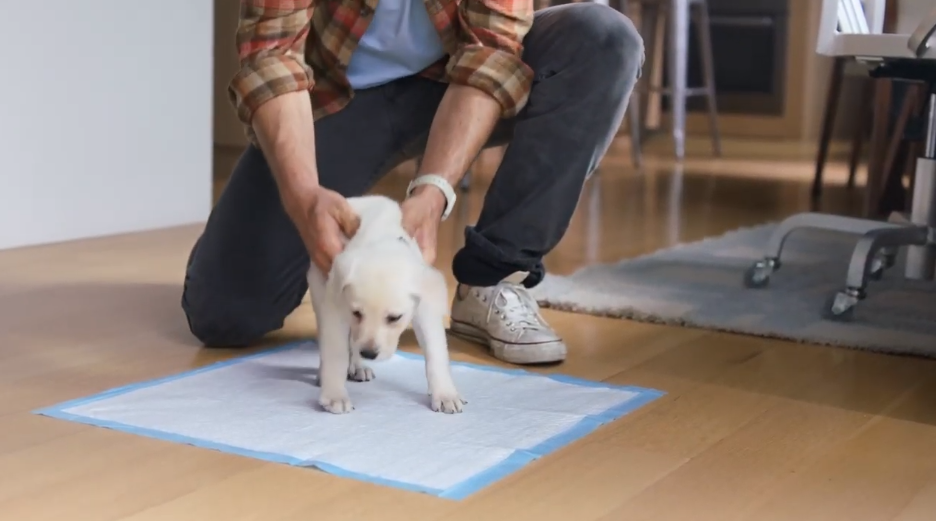 PetSmart Dog Training Class Review: Is it Worth it in 2023?