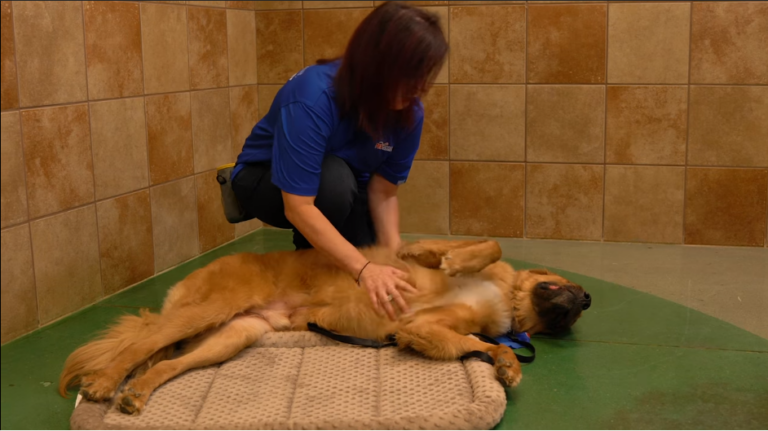 PetSmart Dog Training Class Review: Is it Worth it in 2023?