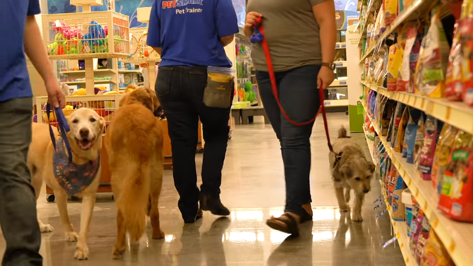 PetSmart Dog Training Class Review: Is it Worth it in 2023?