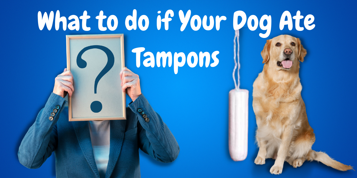 Dog Ate Tampons Here Is What You Should Do