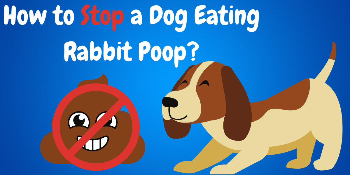 Why Do Dogs Eat Rabbit Poop And How To Stop Them why-do-dogs-eat-rabbit-poop-and-how-to-stop-them