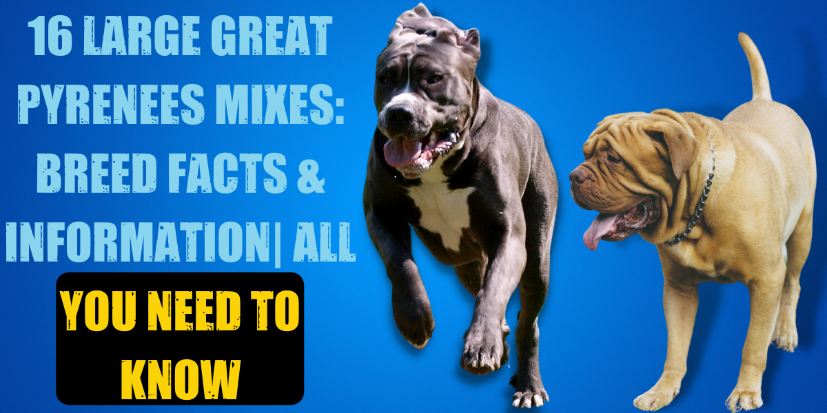 16 Large Great Pyrenees Mixes: Breed Facts & Information