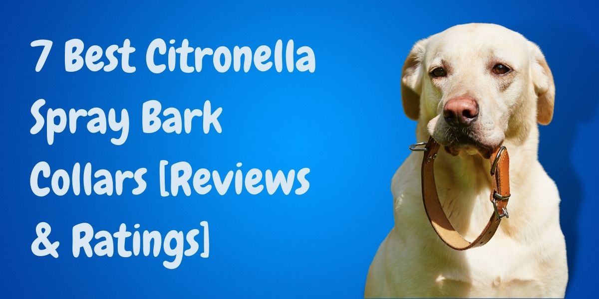 7 Best Citronella Spray Bark Collars [Reviews & Ratings]