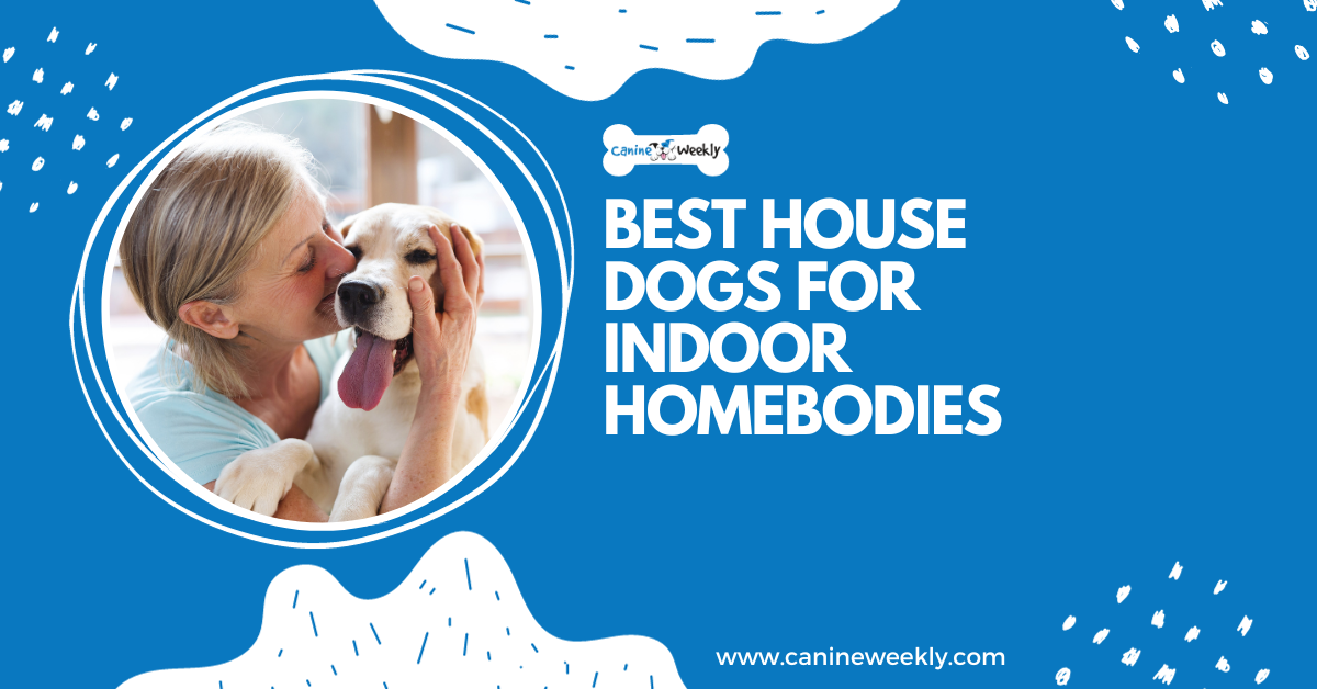 15 Best Indoor Dogs for Homebodies | Canine Weekly