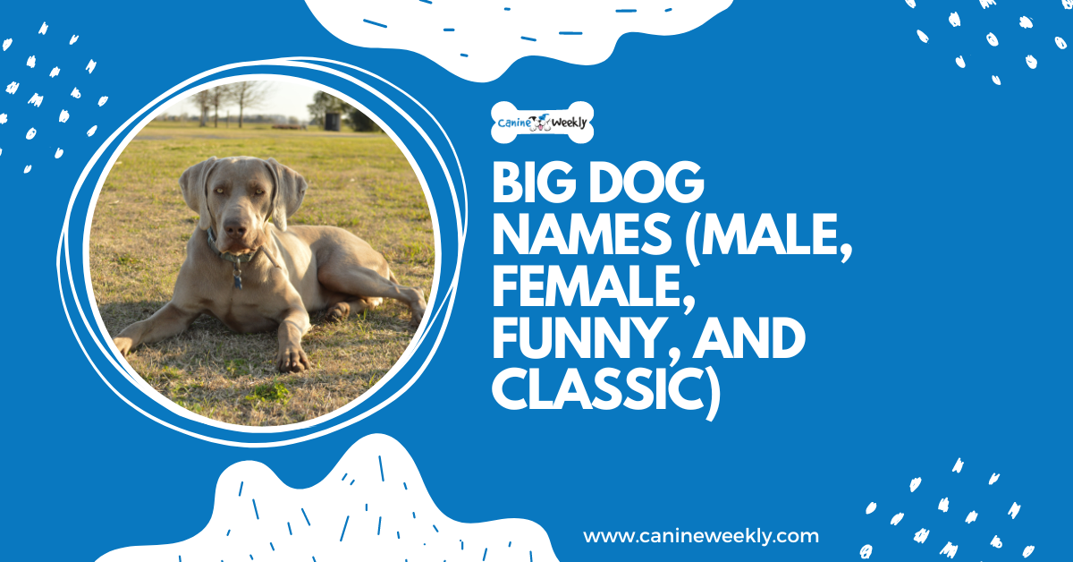 400 Big Dog Names [Male, Female, Funny and Classic]