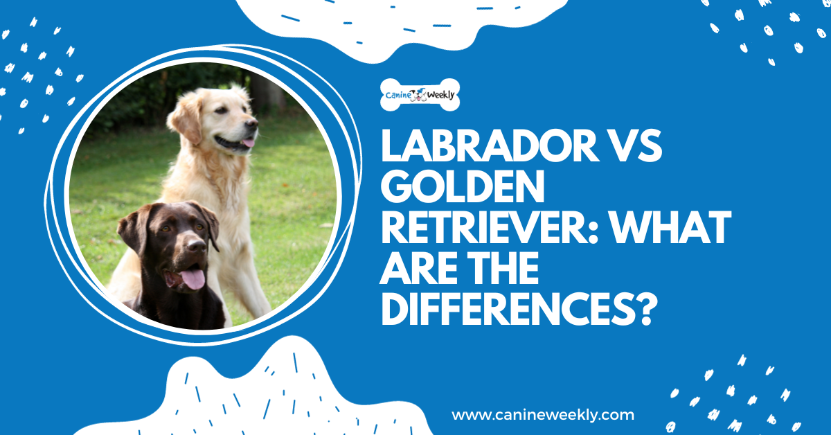 Labrador vs Golden Retriever: Which Breed is Best for You?