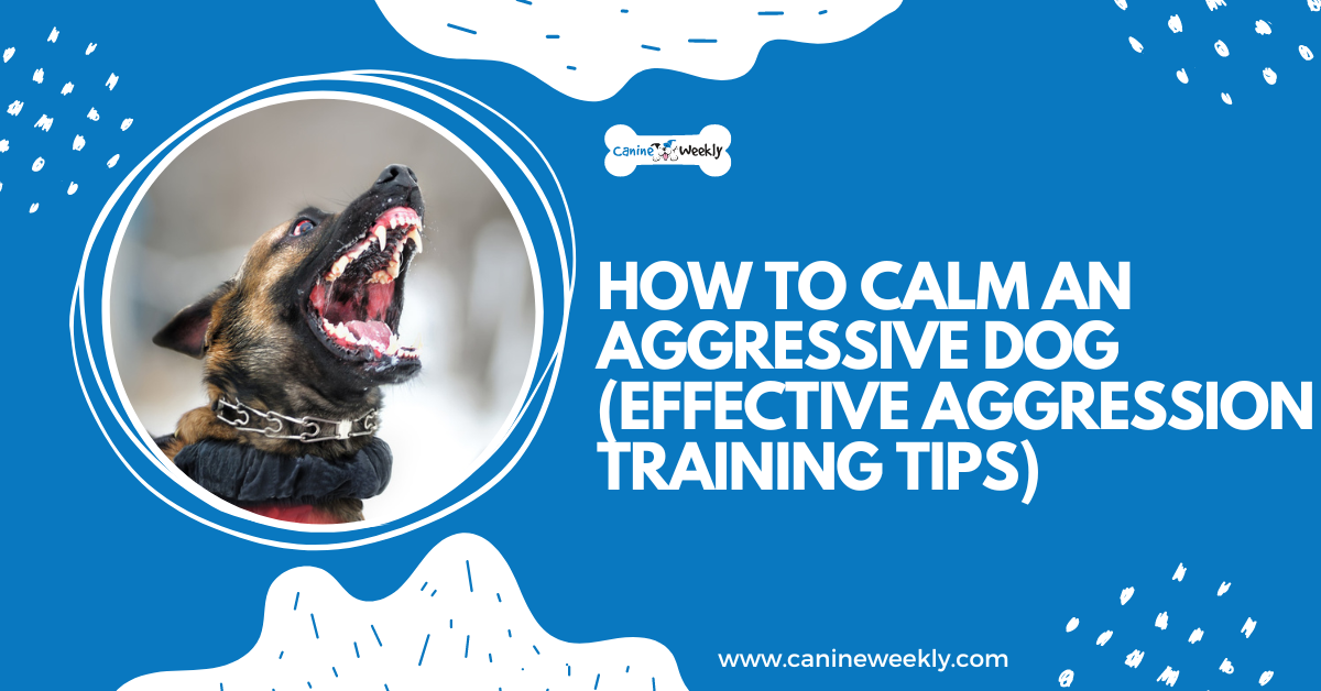 How to Calm an Aggressive Dog (Top Aggression Training Tips)