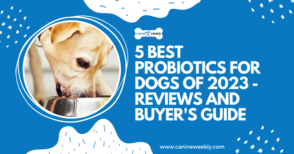 5 Best Probiotics for Dogs [2024 Reviews] | Canine Weekly