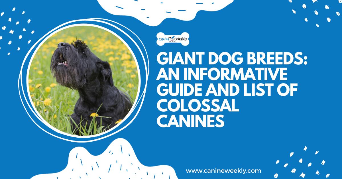 Giant Dog Breeds: An Informative Guide and List of Giant Dogs