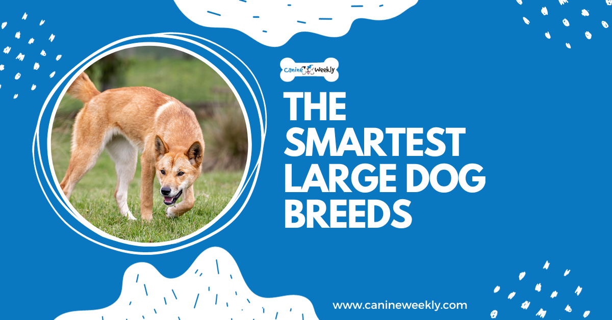 The 15 Smartest Large Dog Breeds | Canine Weekly