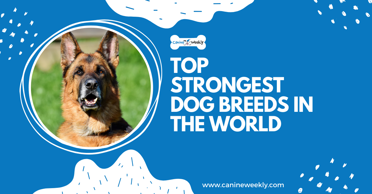 Top 15 Strongest Dog Breeds in the World | Canine Weekly