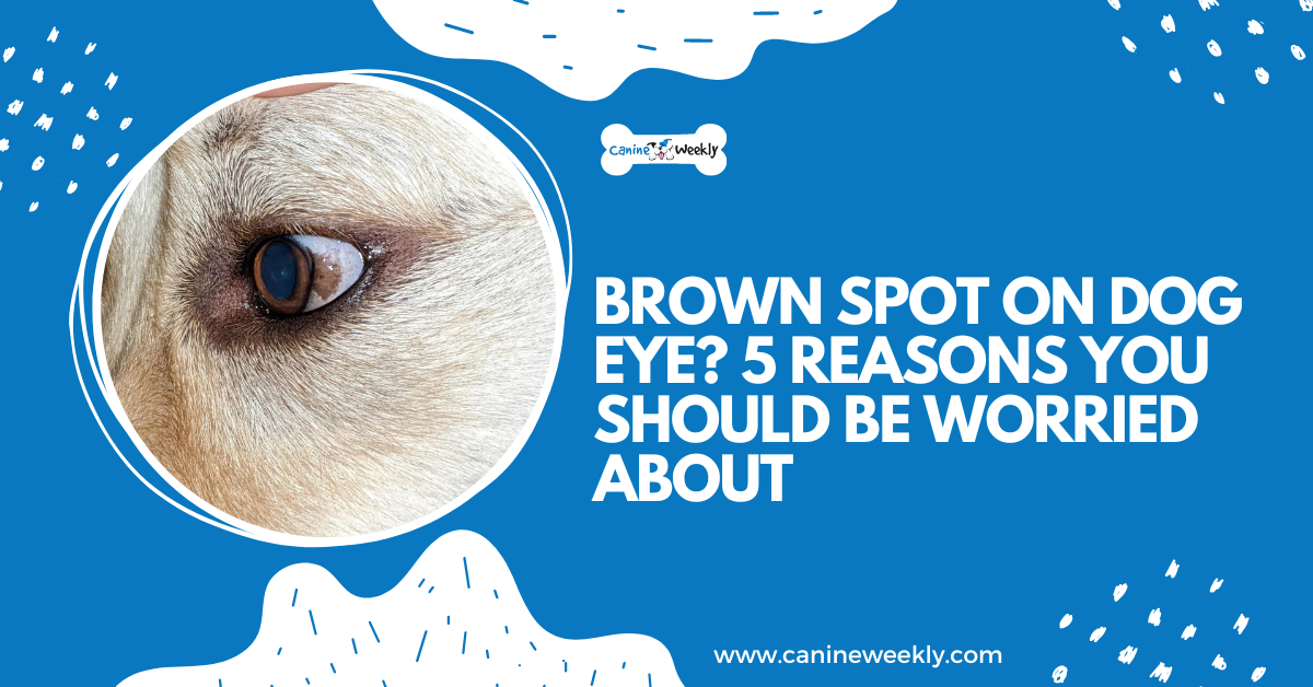 Brown Spot on Dog Eye? 5 Reasons You Should Be Worried About