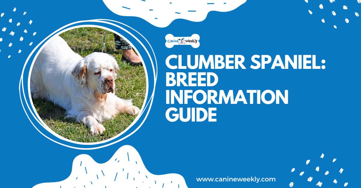 Clumber Spaniel: Breed Information Guide