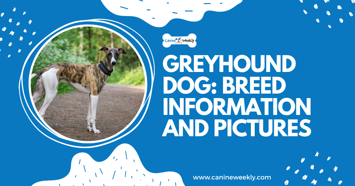 Greyhound Dog: Fact Sheet and Breed Info | Canine Weekly