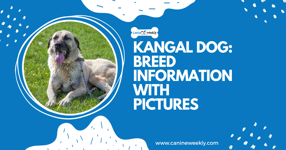 Kangal Dog: Breed Information With Pictures - Canine Weekly