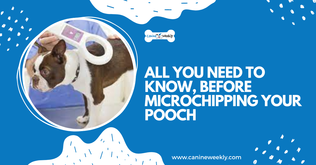 All You Need to Know, Before Microchipping Your Pooch