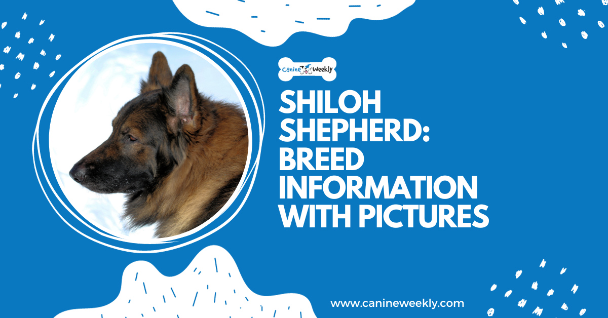 Shiloh Shepherd: Breed Information With Pictures