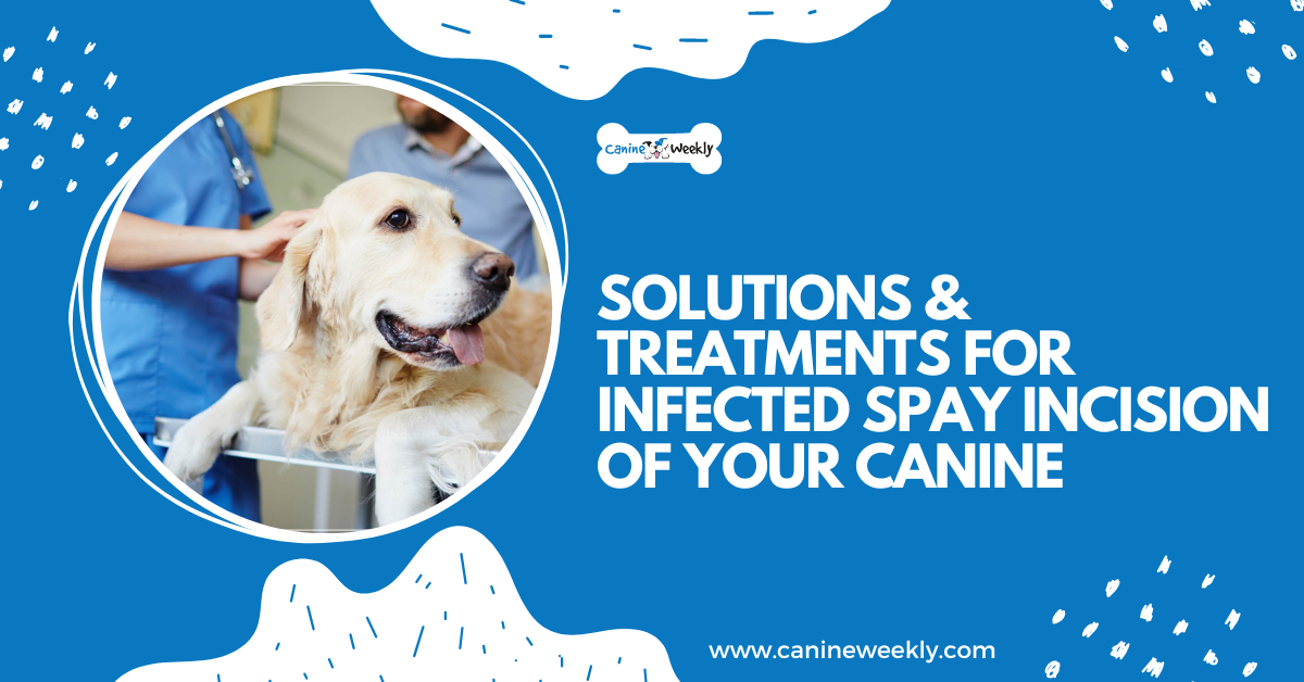 4 Solutions & Treatments For Infected Spay Incision of Your Canine