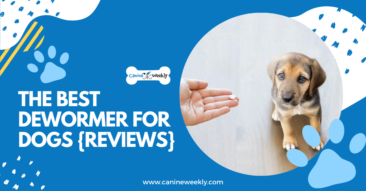 What Is Best Dog Dewormer