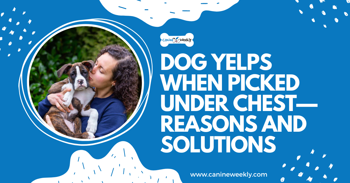 Dog Yelps When Picked Under Chest— Reasons and Solutions