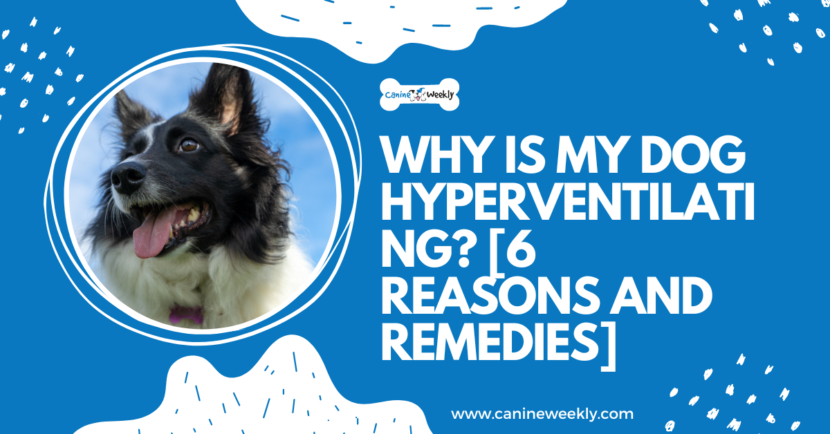 Why Is My Dog Hyperventilating? [6 Reasons And Remedies]