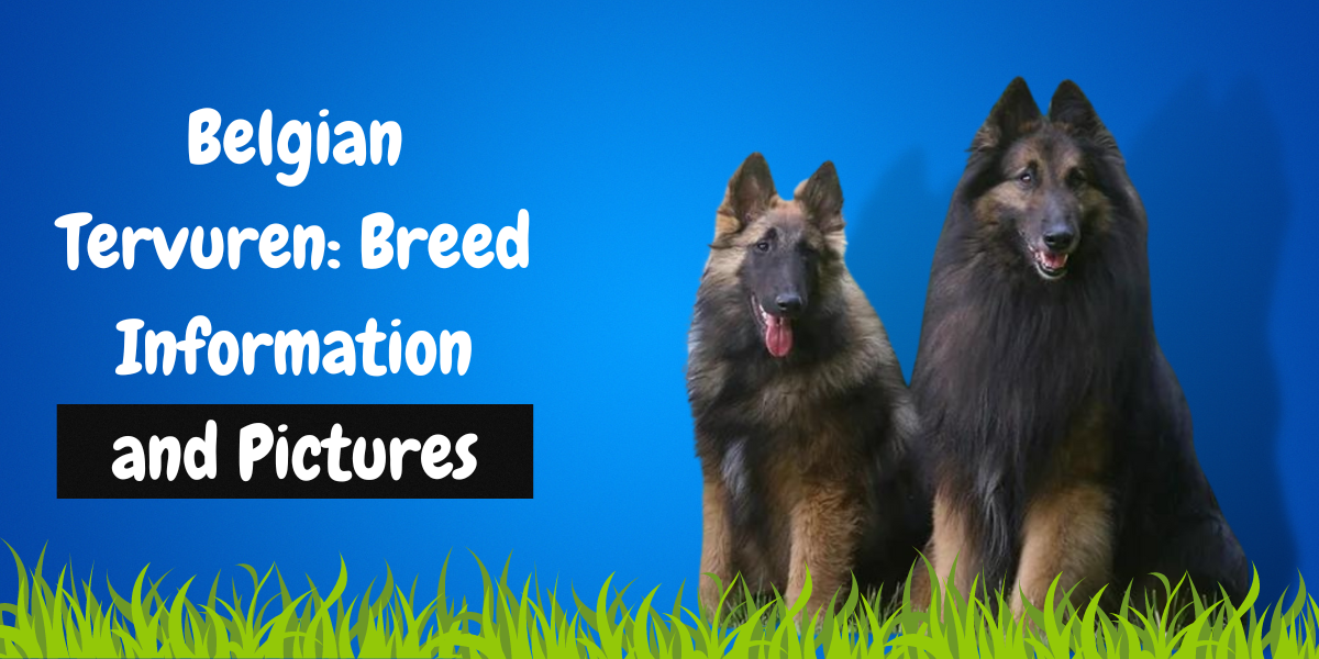 Belgian Tervuren: Breed Information and Pictures - Story Telling Co