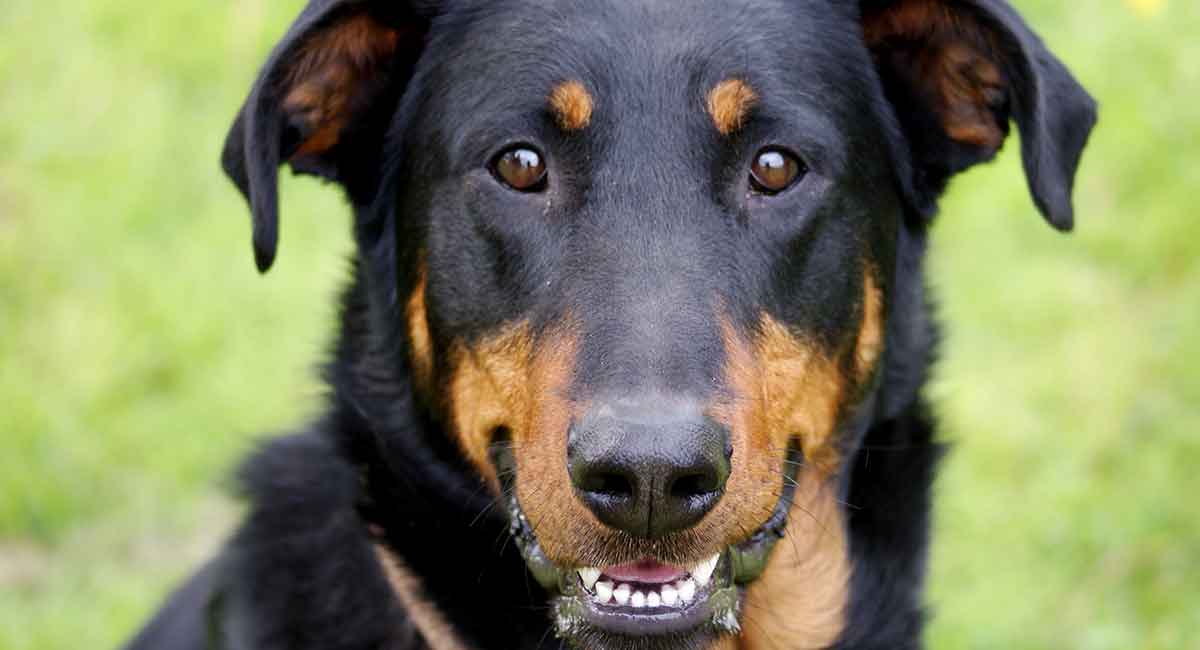 Beauceron: Dog Breed Information and Pictures