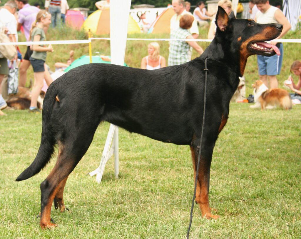 Beauceron: Dog Breed Information and Pictures