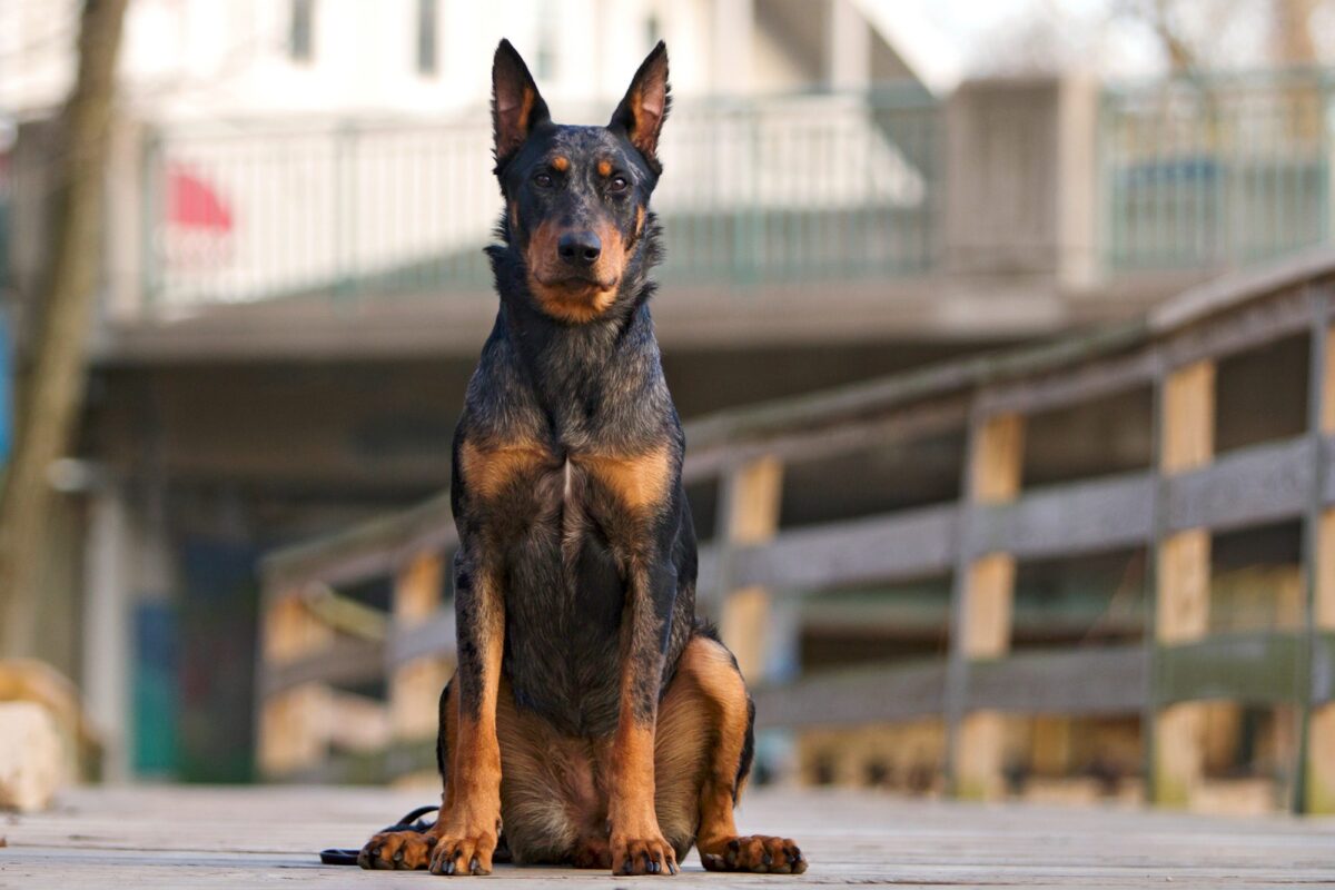 Beauceron: Dog Breed Information and Pictures