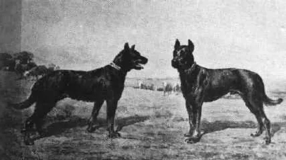 Beauceron: Dog Breed Information and Pictures