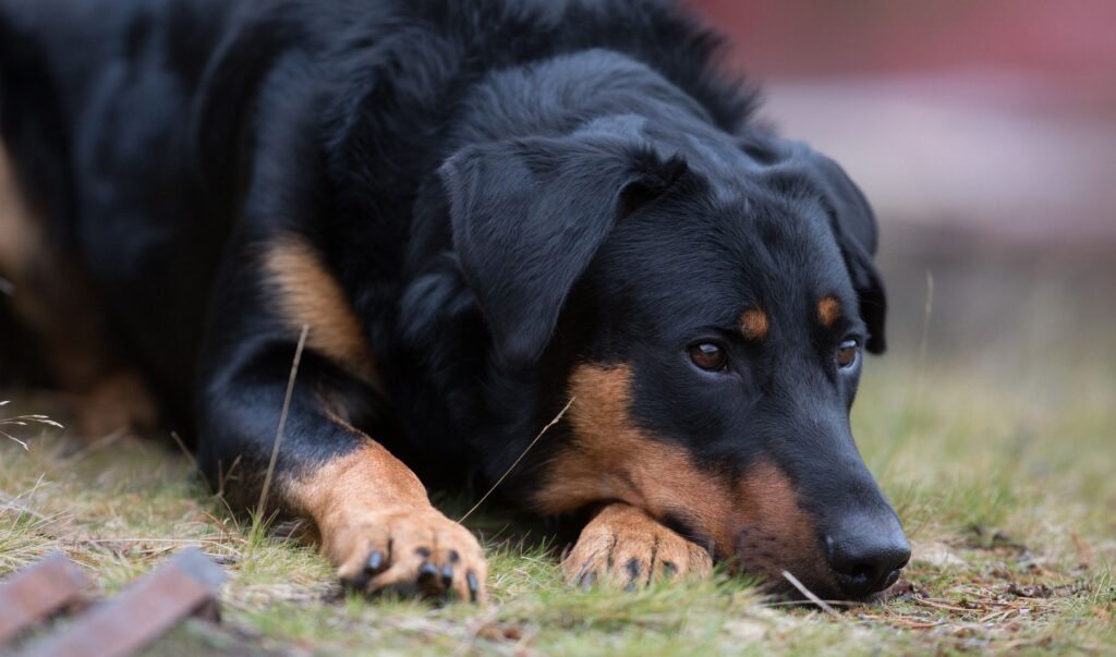 Beauceron: Dog Breed Information and Pictures