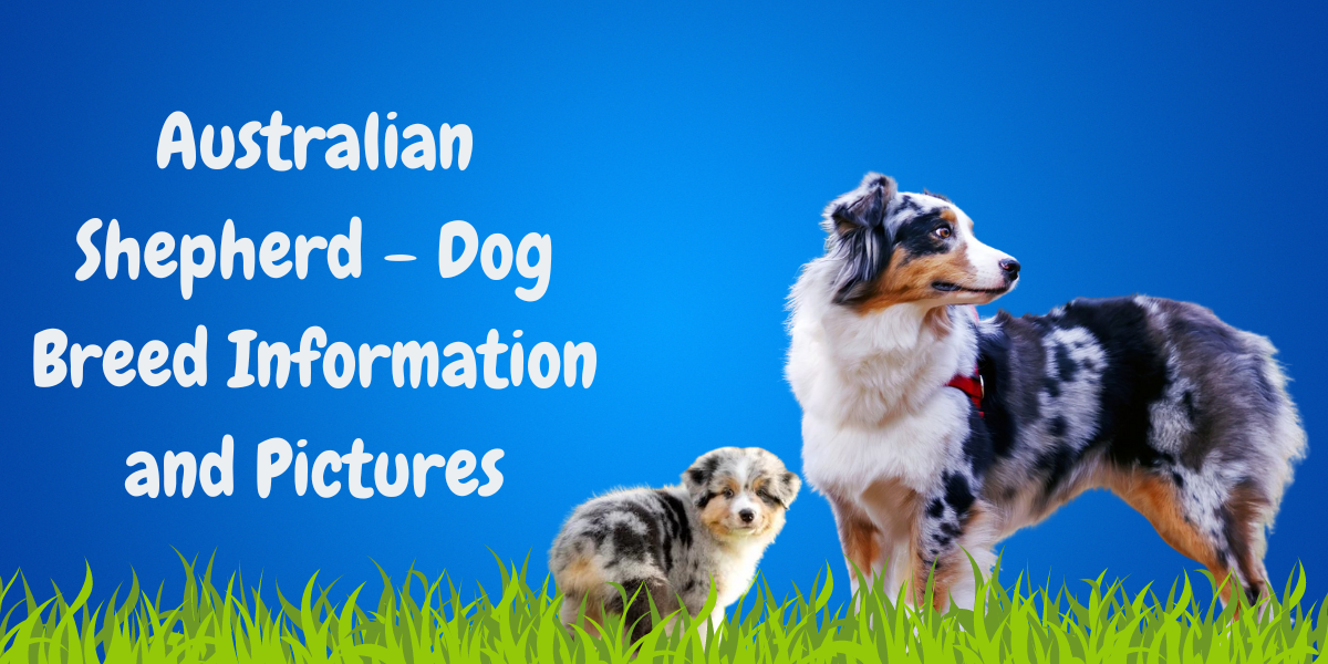 Australian Shepherd - Dog Breed Information and Pictures