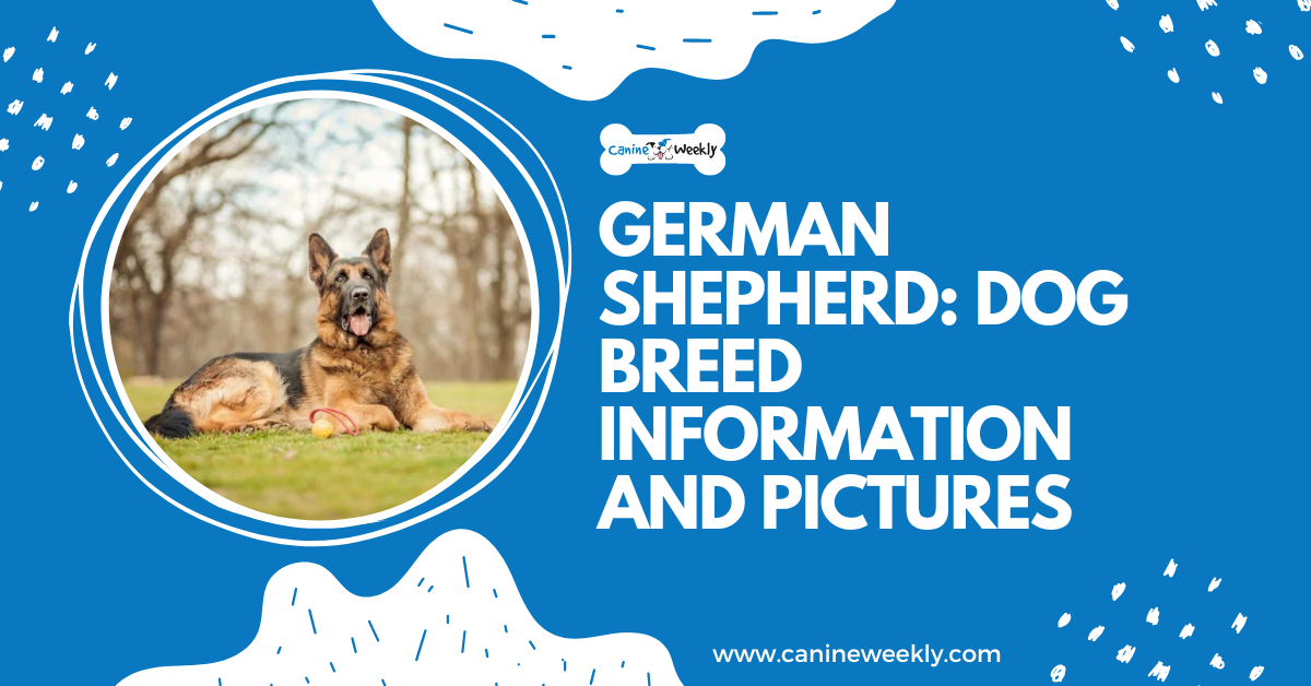 German Shepherd: Dog Breed Information and Pictures