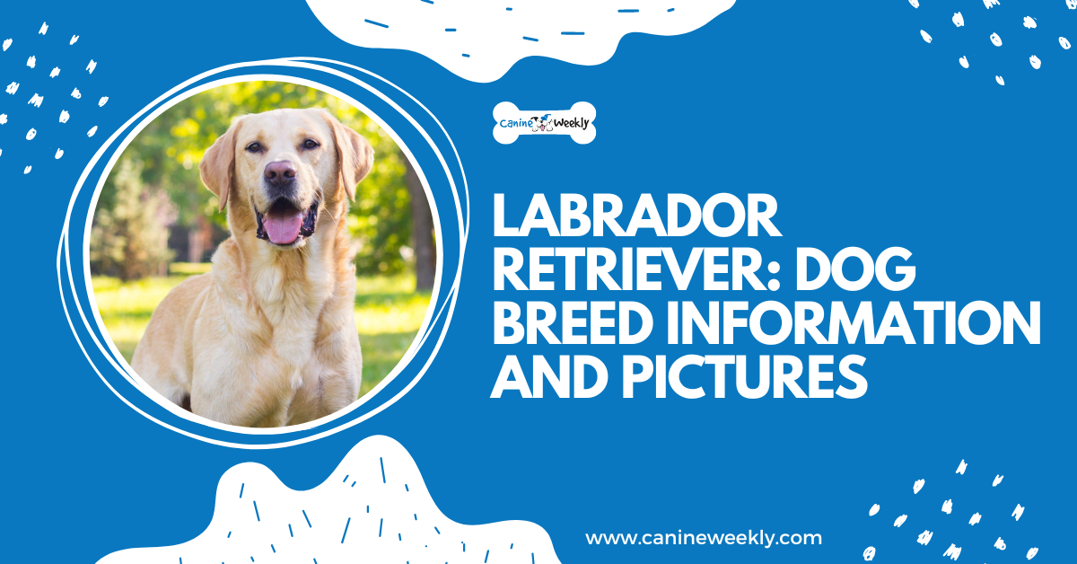 Labrador Retriever: Dog Breed Information and Pictures