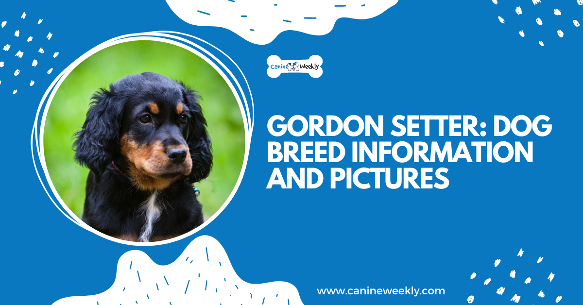 Gordon Setter: Dog Breed Information and Pictures