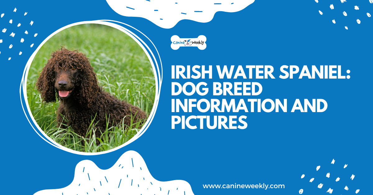 Irish Water Spaniel: Dog Breed Information And Pictures