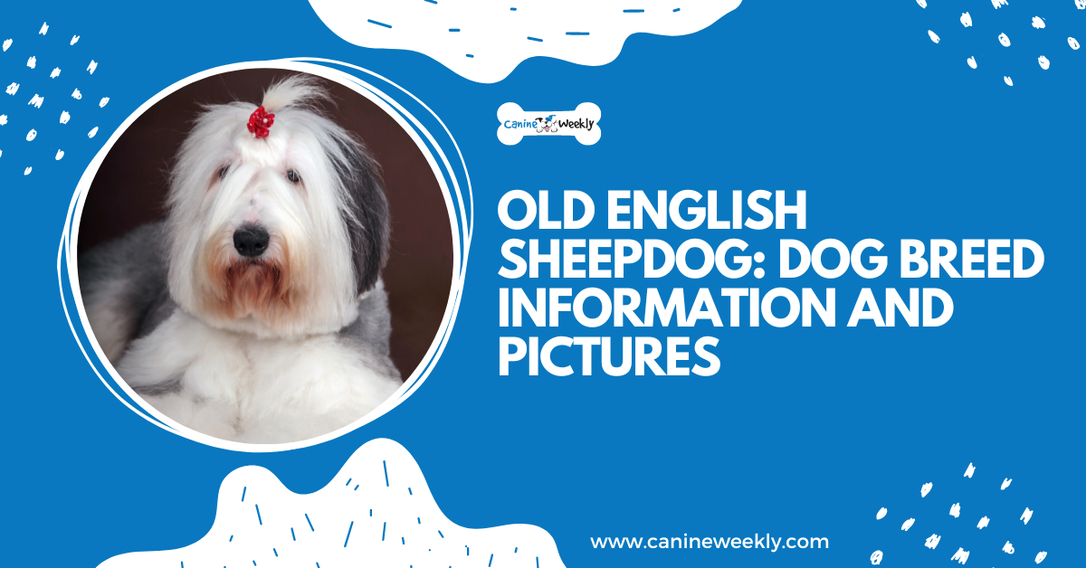 Old English Sheepdog: Dog Breed Information And Pictures