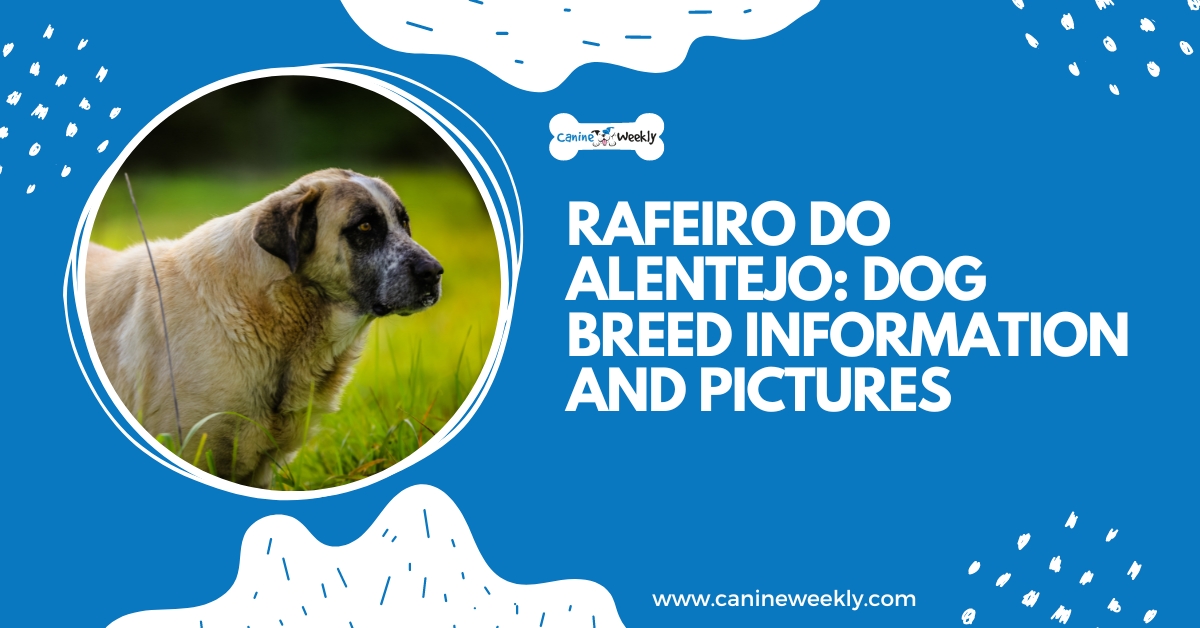 Rafeiro do Alentejo: Dog Breed Information And Pictures