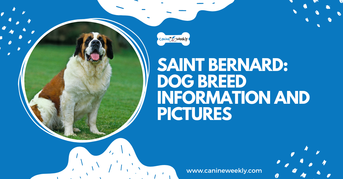 Breed Information and Pictures - Story Telling Co