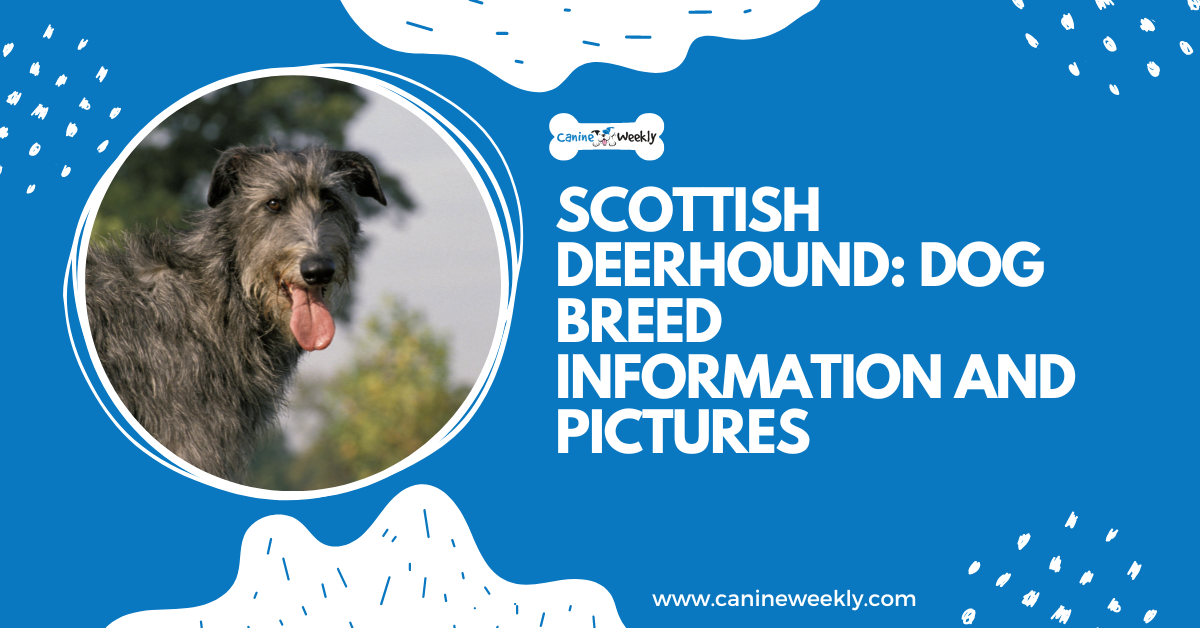 Scottish Deerhound: Dog Breed Information and Pictures