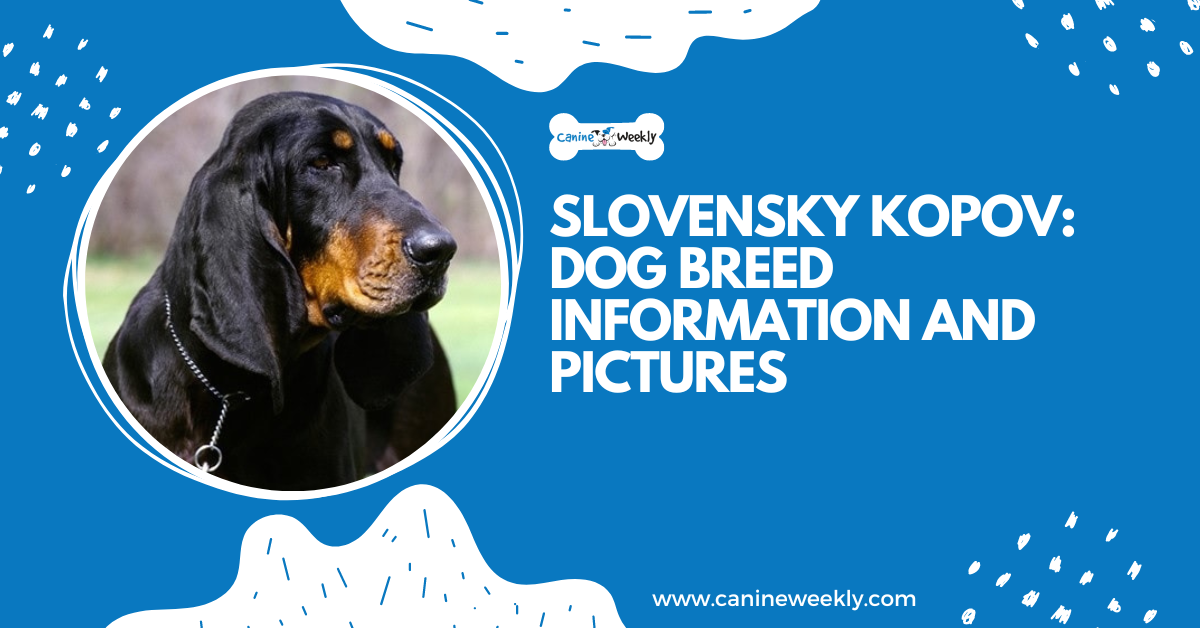 Slovensky Kopov: Dog Breed Information And Pictures