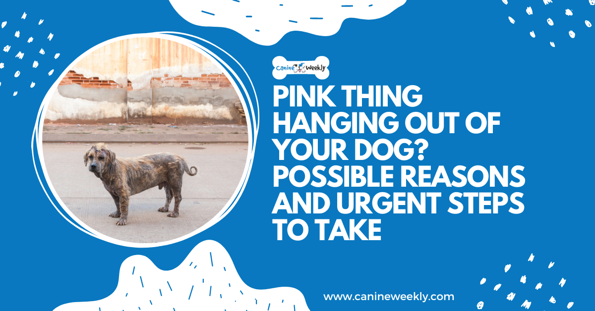 Pink Thing Hanging out of Your Dog? 3 Possible Reasons
