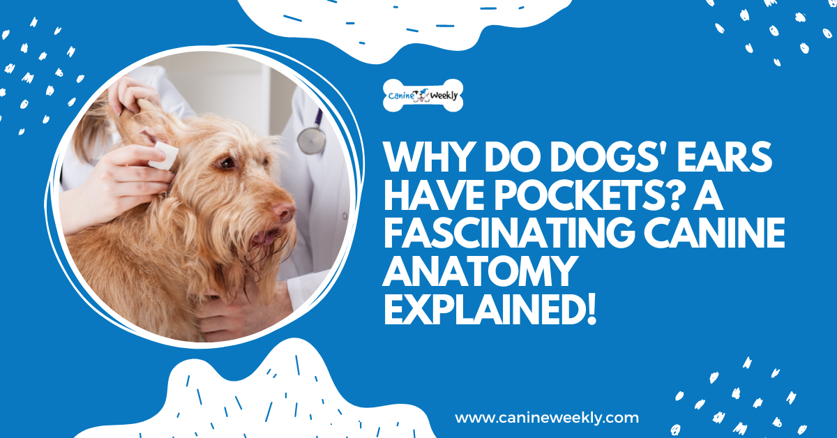 Why do dogs have pockets in their ears? Canine Anatomy Explained ...