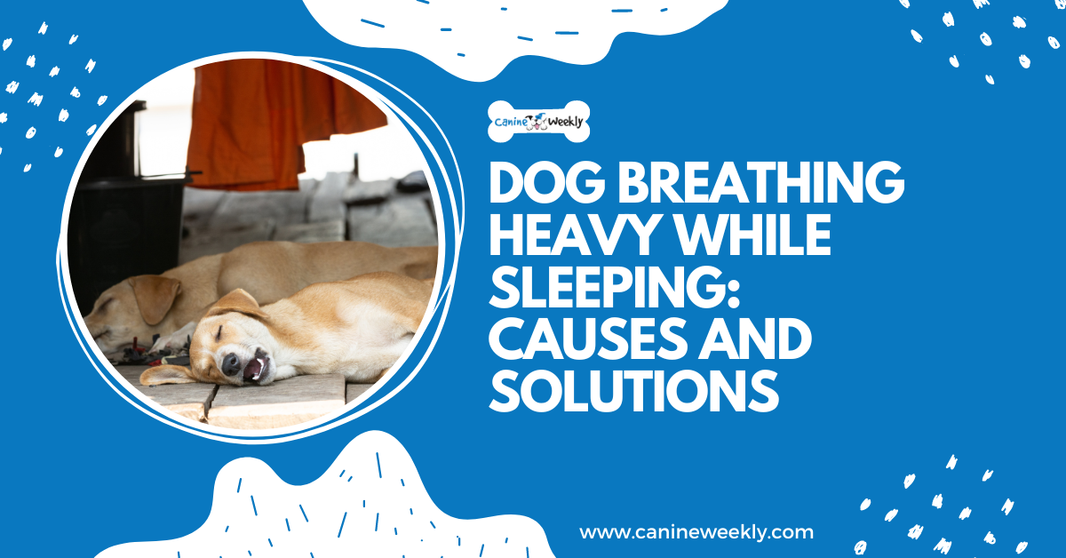 Dog Breathing Heavy While Sleeping: 7 Causes and Solutions ...